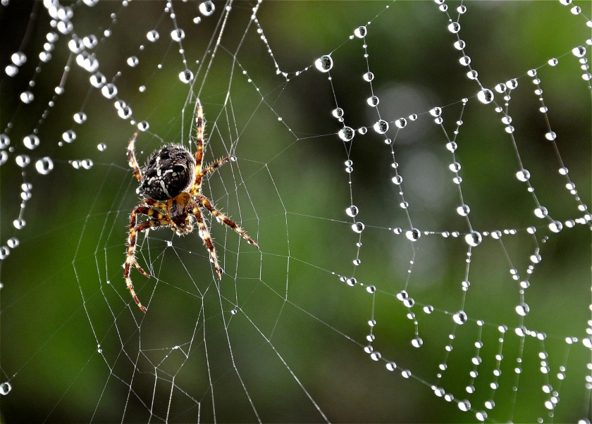 Il Ragno – Il Mondo dei Simboli – Ritorno alle Origini